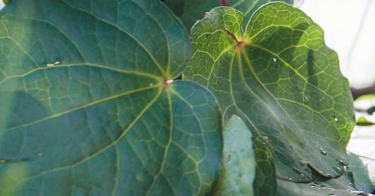 Kawakawa | Piper Excelsum | Everything You Need To Know